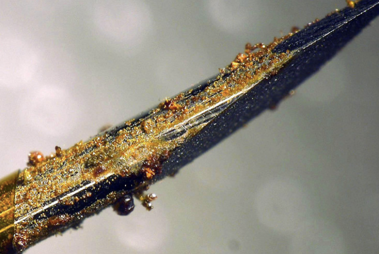 Corrosion Analysis Microbiological - SGS North America Inc.